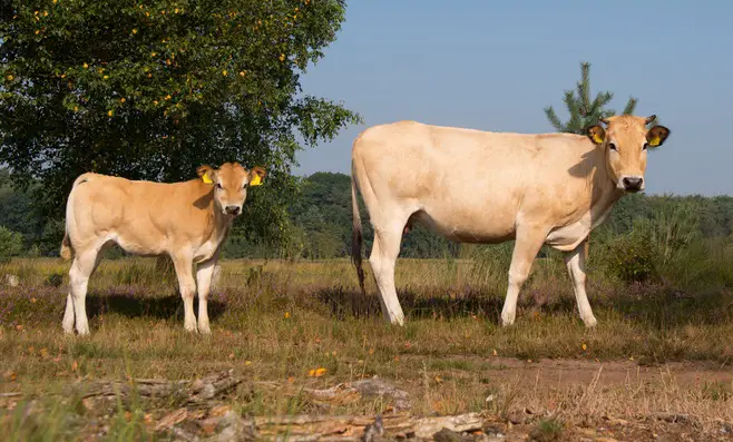 Cattle | Hobby Farm Wisdom