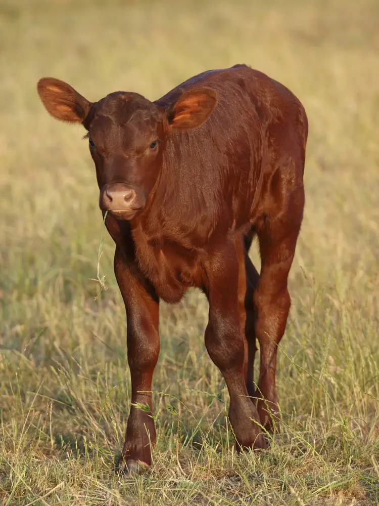 Cattle | Hobby Farm Wisdom