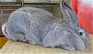 Flemish Giant Rabbits For Sale in Wisconsin!